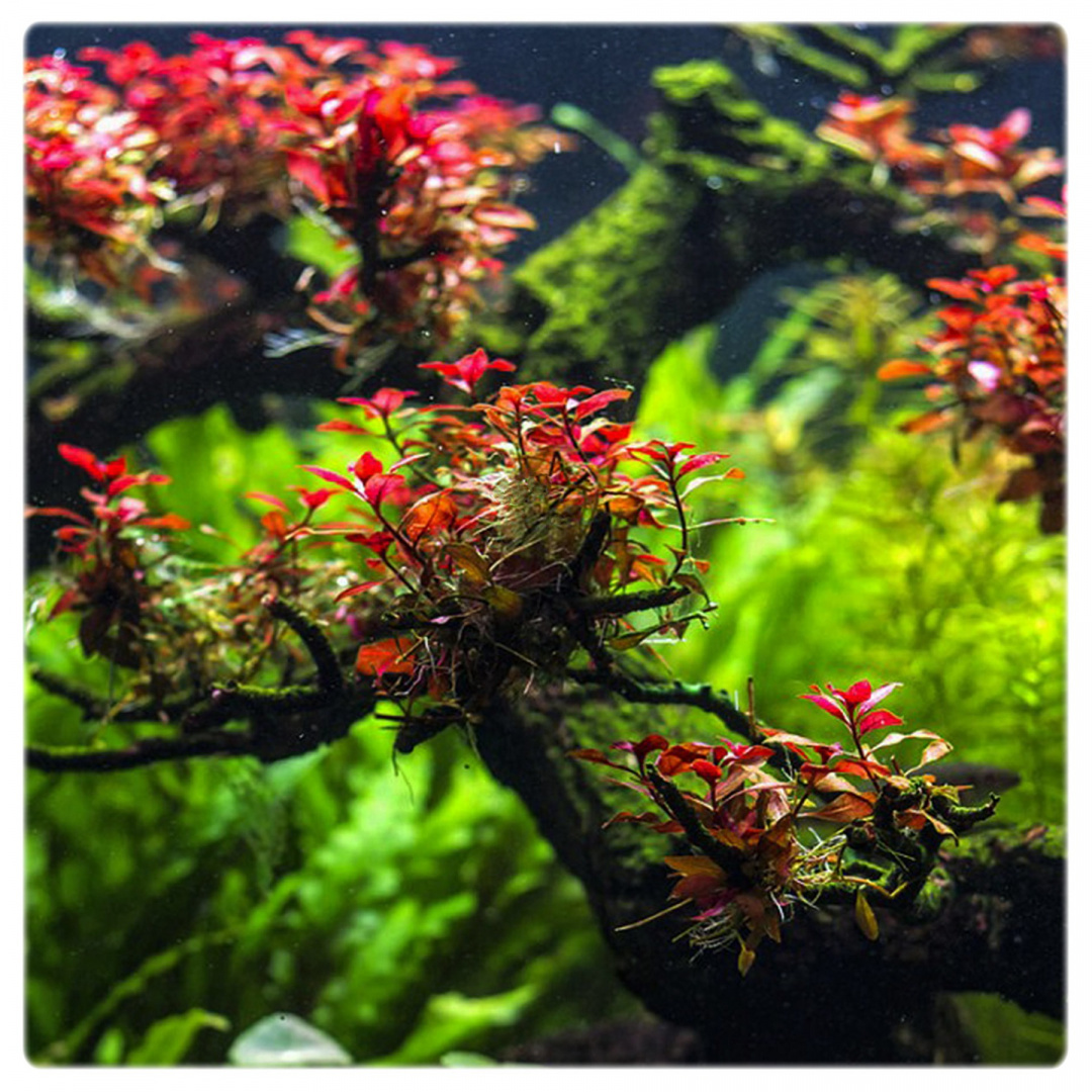 119. Ludwigia Mini sp. Super Red in vitro 10szt Sklep Akwarystyczny.EU